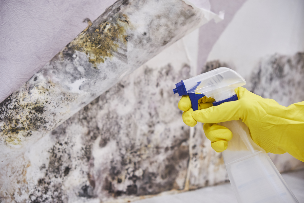 Tips for Getting Rid of Mold Permanently in Your Home – Krauto.tips